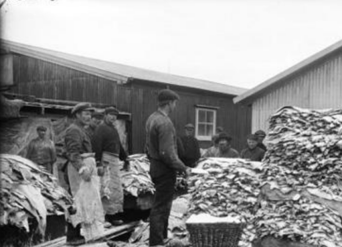 Home - Lífið er saltfiskur